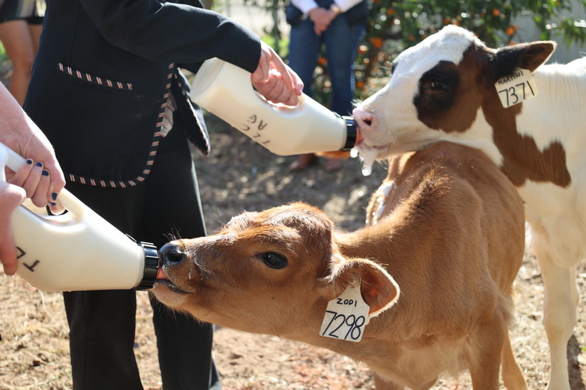Cows create careers at Tatachilla